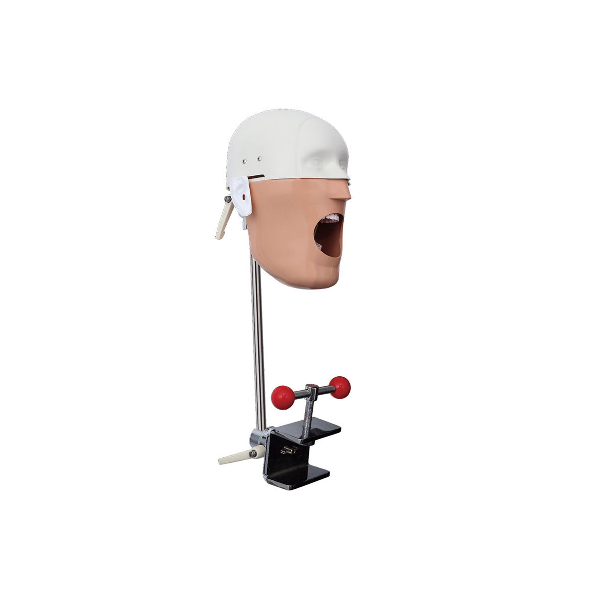 Dental Phantom Head- Clip On Table – SoniDent